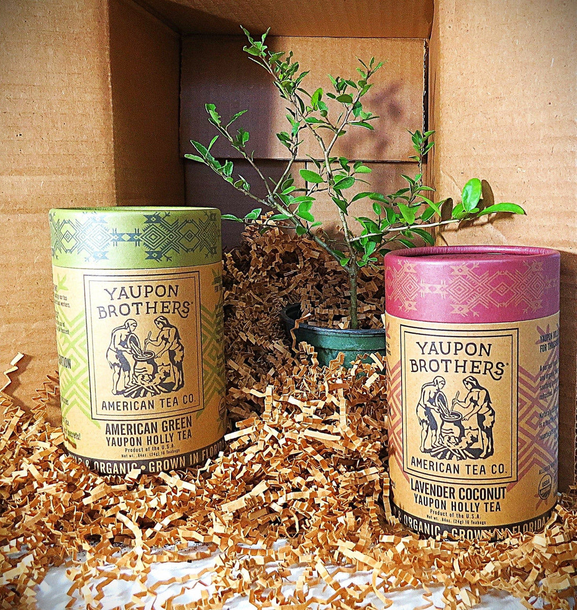 Yaupon Tea Classic Gift Set with Tree – Yaupon Brothers American Tea Co.